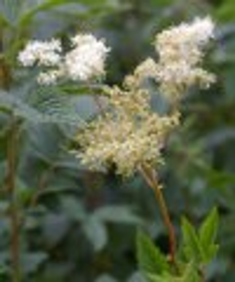 Filipendula ulmaria - Southern Cross University